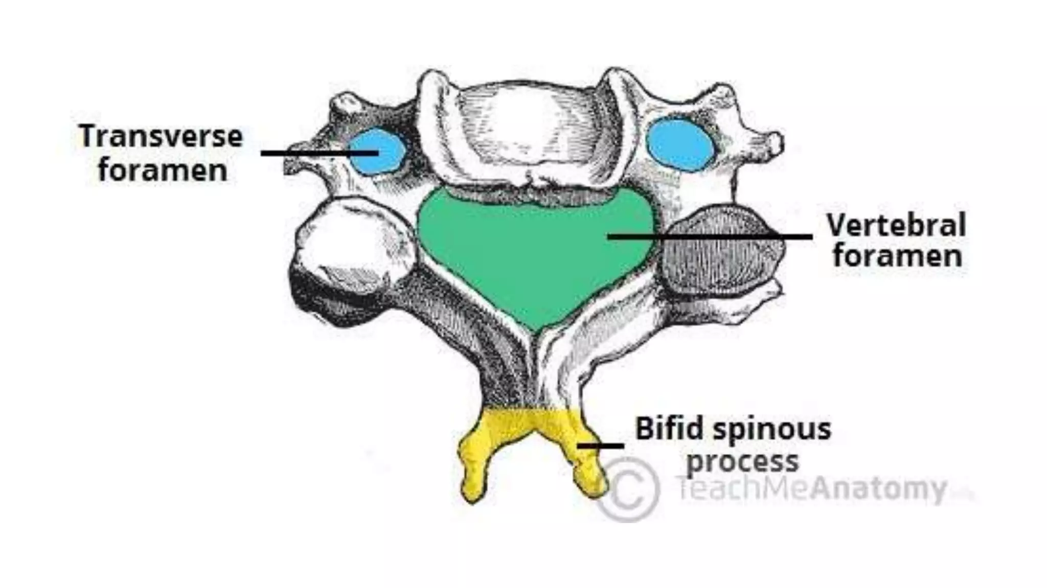 Cervical vertebrae anatomy and pathology | PPTX