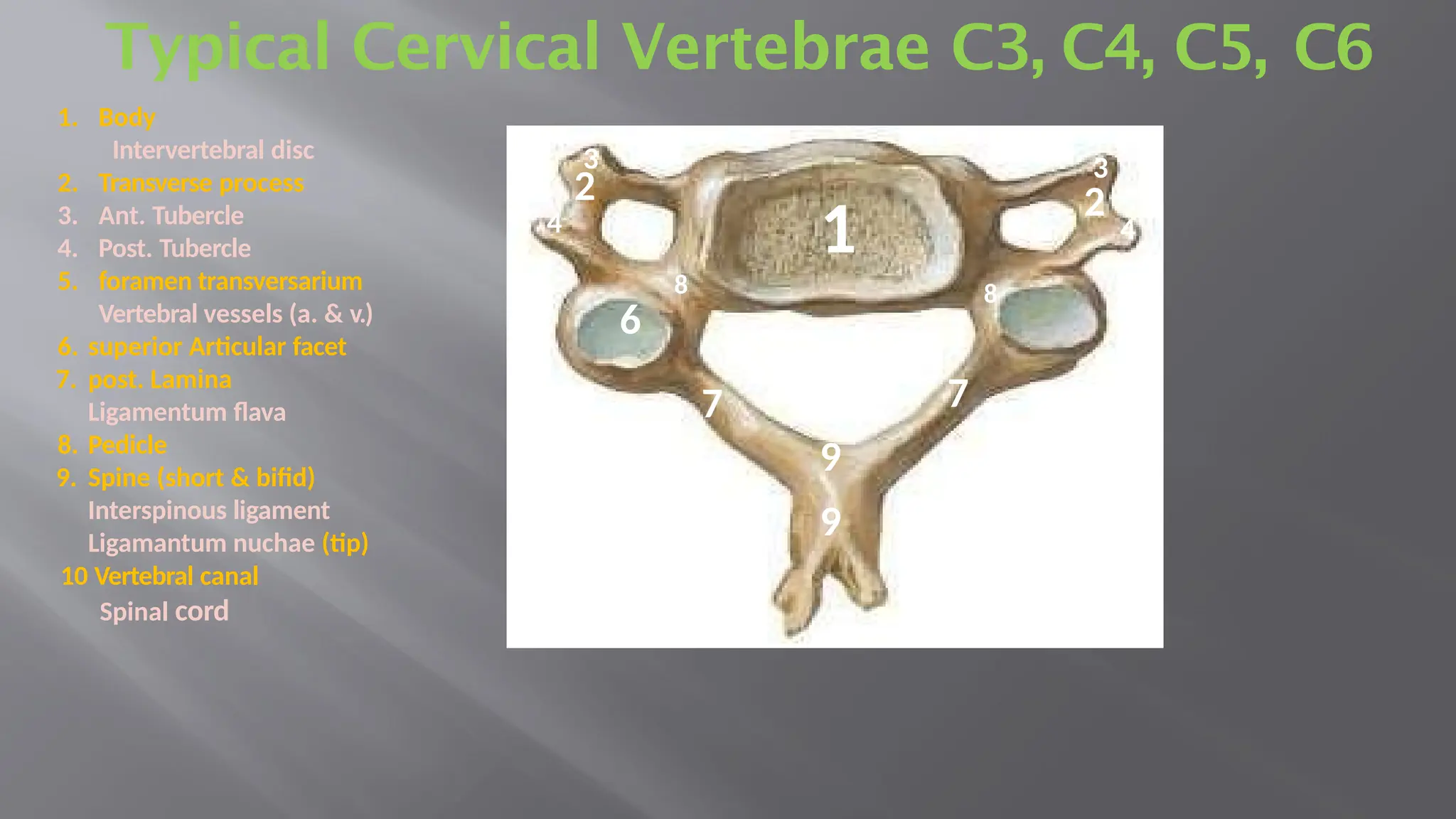 cervical vertebrae dr bushra.pptx ucmd anatomy | PPTX