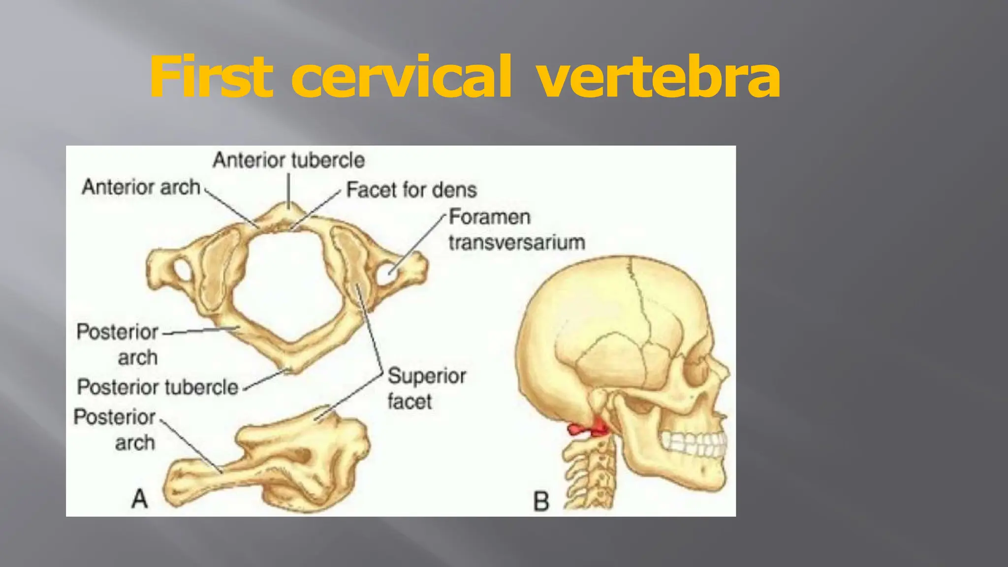 cervical vertebrae dr bushra.pptx ucmd anatomy | PPTX
