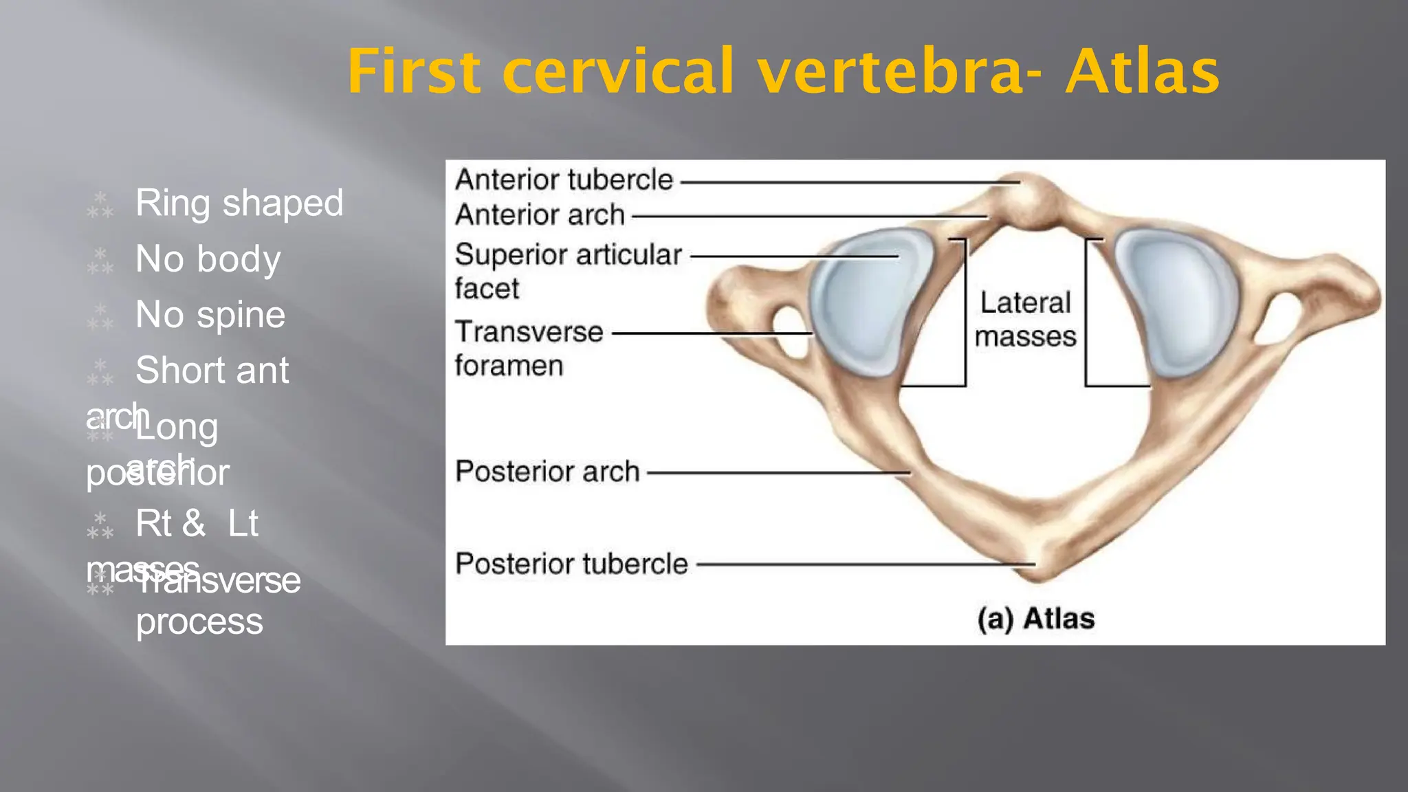 cervical vertebrae dr bushra.pptx ucmd anatomy | PPTX