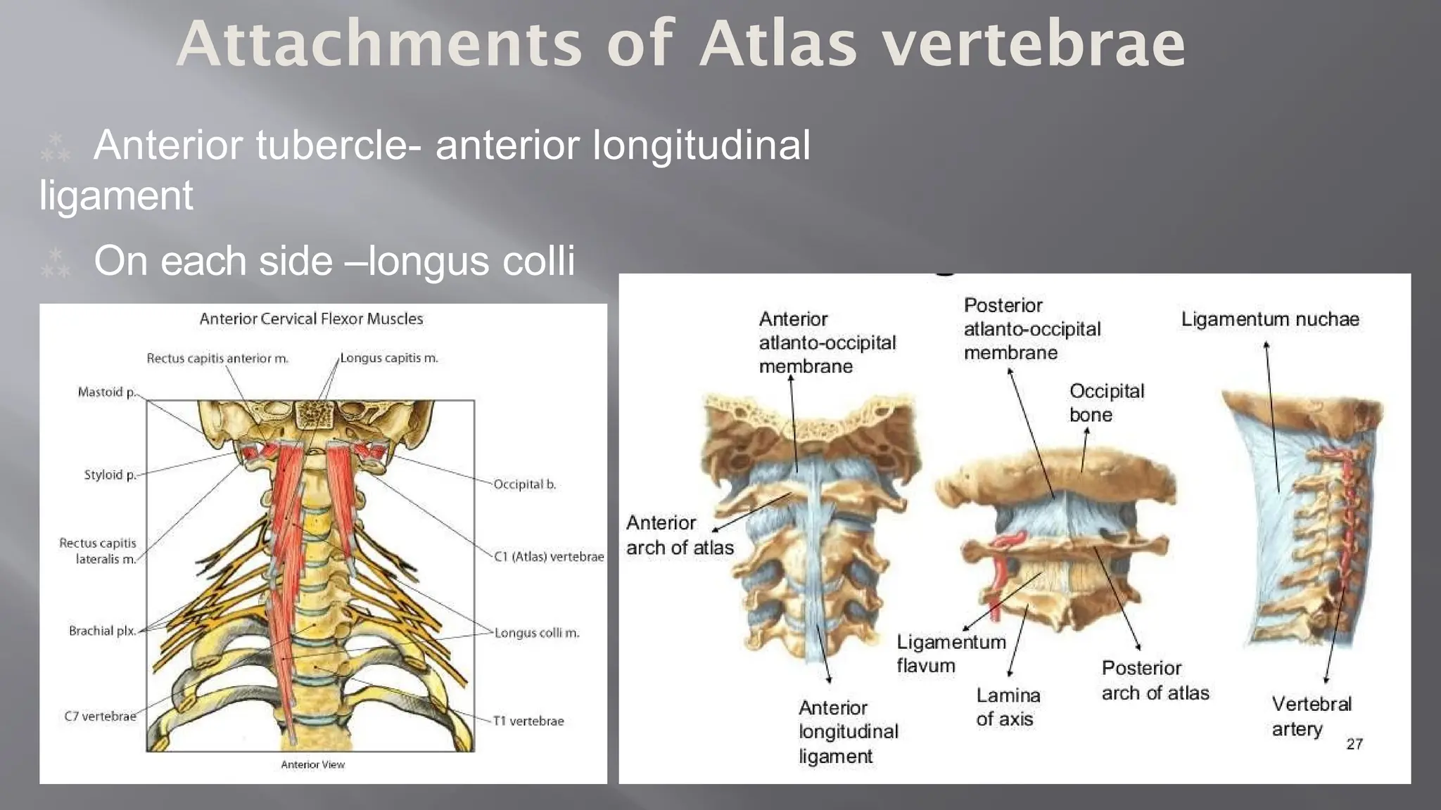 cervical vertebrae dr bushra.pptx ucmd anatomy | PPTX