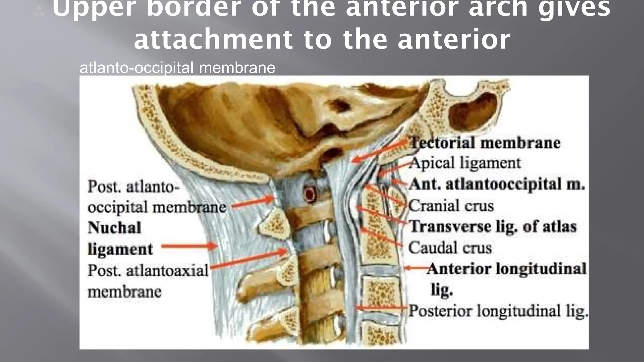 cervical vertebrae dr bushra.pptx ucmd anatomy | PPTX