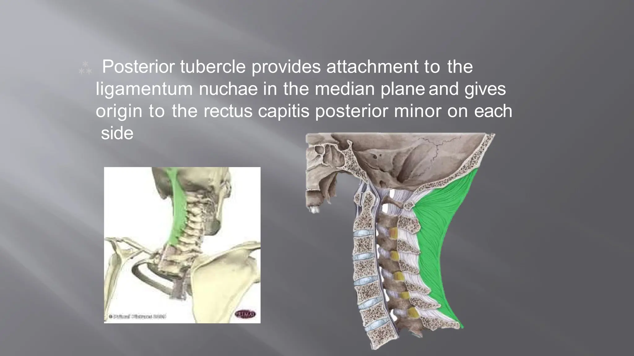 cervical vertebrae dr bushra.pptx ucmd anatomy | PPTX