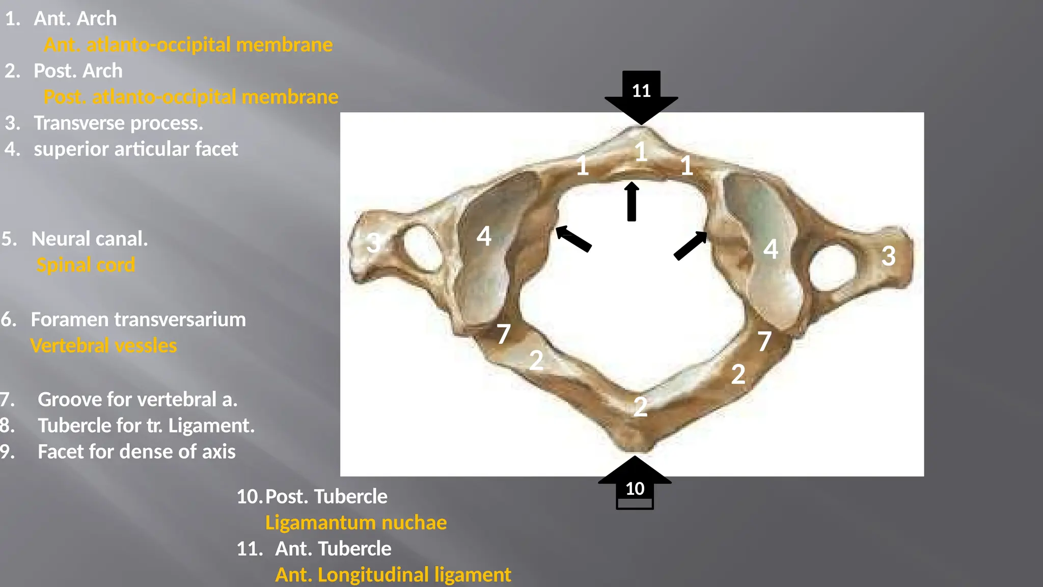 cervical vertebrae dr bushra.pptx ucmd anatomy | PPTX