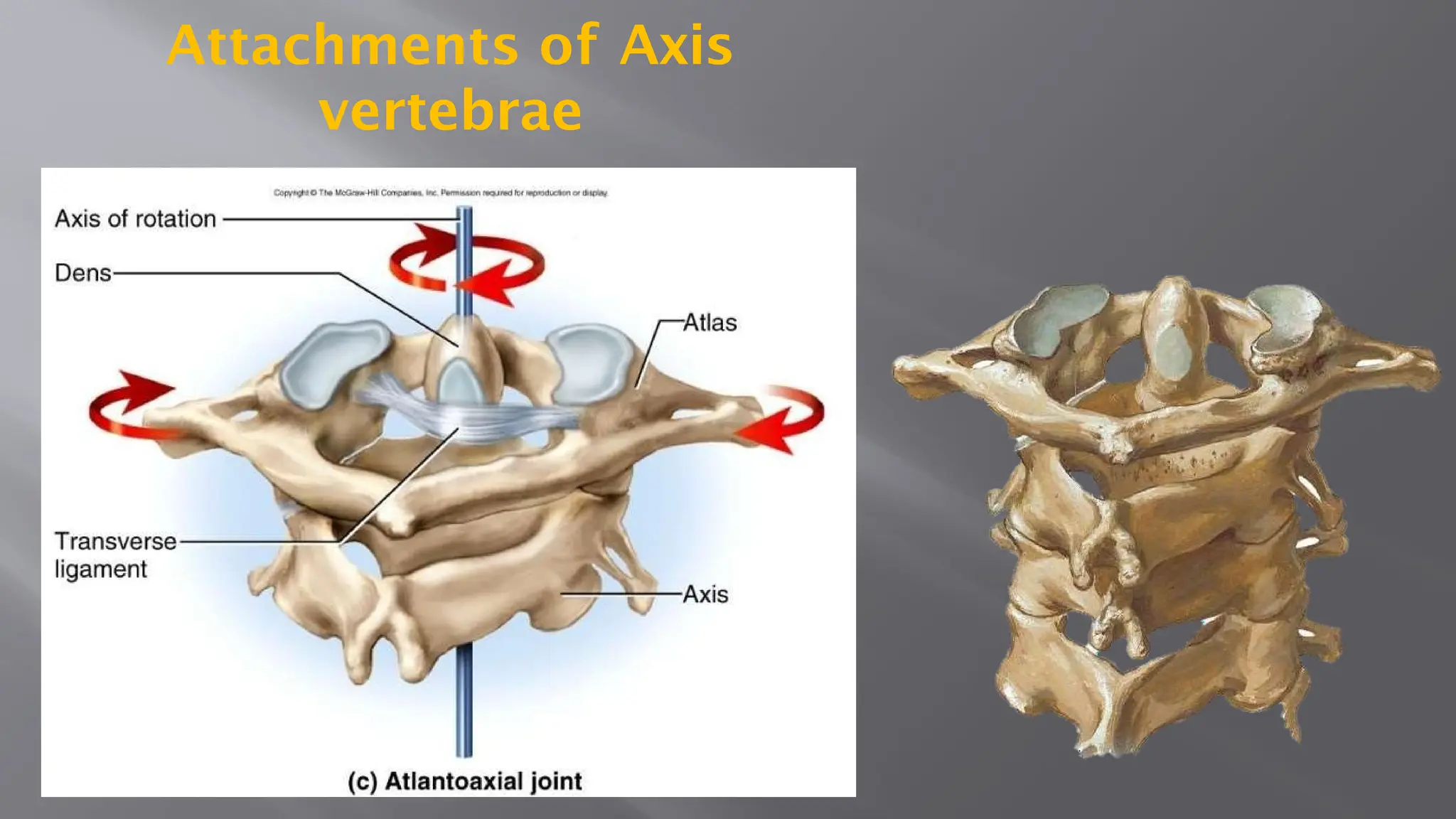 cervical vertebrae dr bushra.pptx ucmd anatomy | PPTX