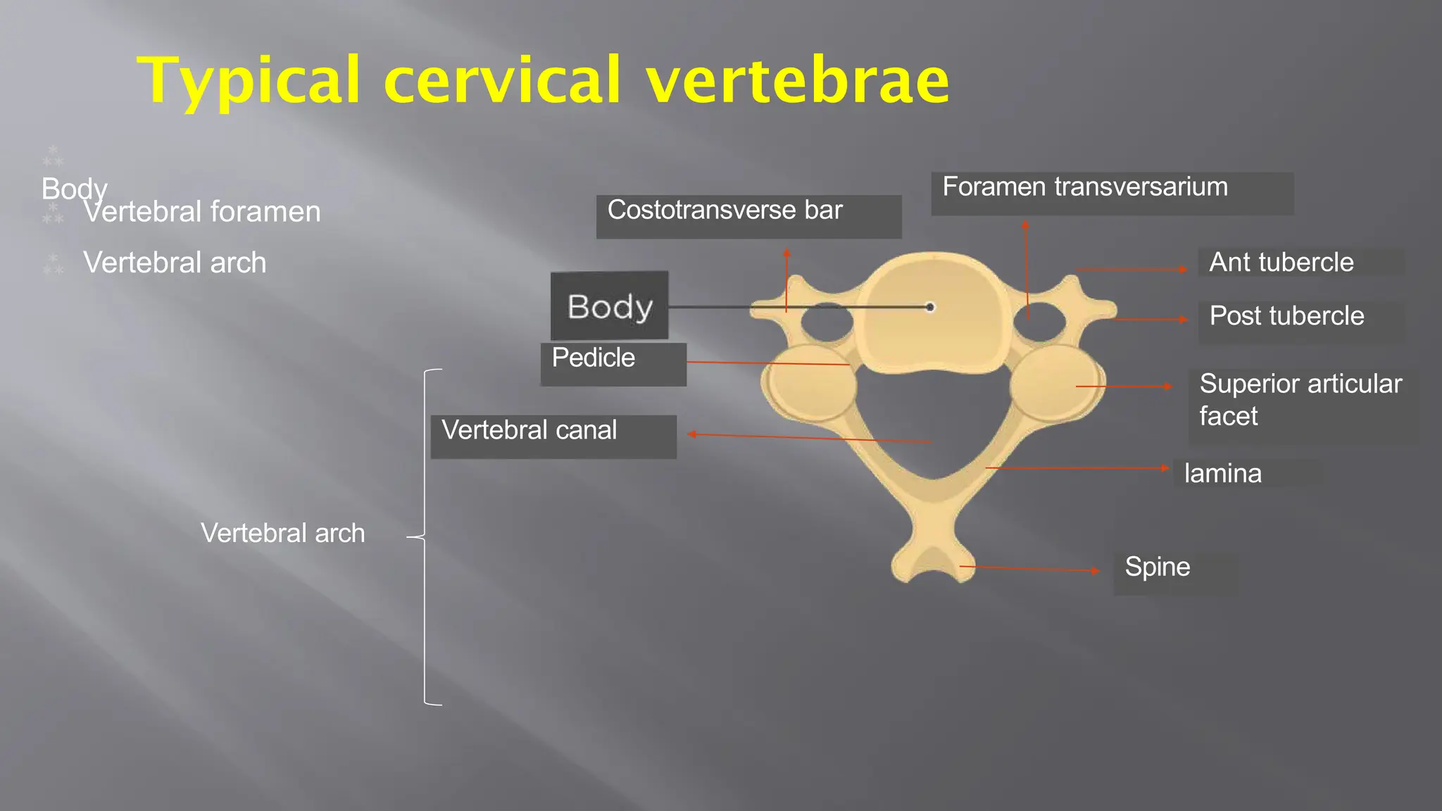 cervical vertebrae dr bushra.pptx ucmd anatomy | PPTX