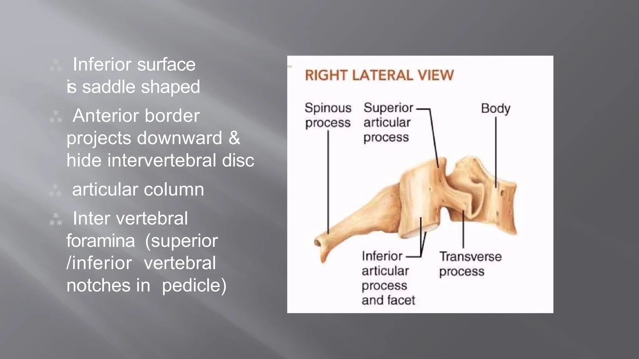 cervical vertebrae dr bushra.pptx ucmd anatomy | PPTX