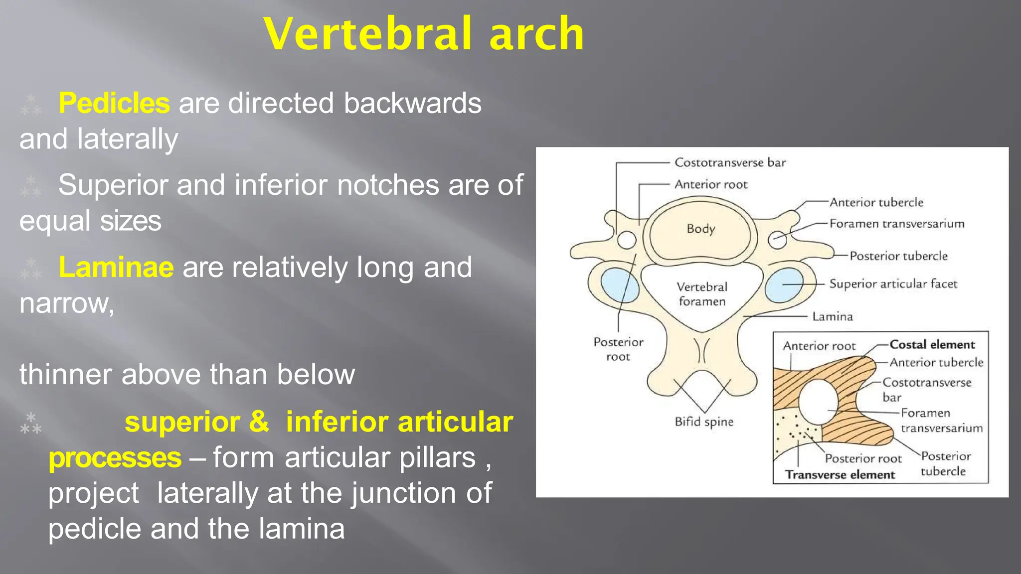 cervical vertebrae dr bushra.pptx ucmd anatomy | PPTX