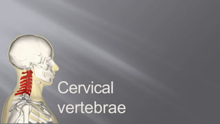 cervical vertebrae dr bushra.pptx ucmd anatomy | PPTX