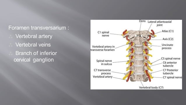 cervical vertebrae dr bushra.pptx ucmd anatomy | PPT