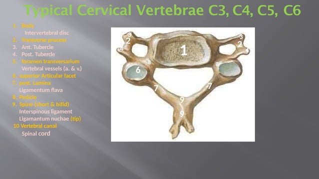cervical vertebrae dr bushra.pptx ucmd anatomy | PPT