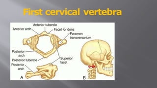cervical vertebrae dr bushra.pptx ucmd anatomy | PPTX
