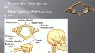 cervical vertebrae dr bushra.pptx ucmd anatomy | PPTX