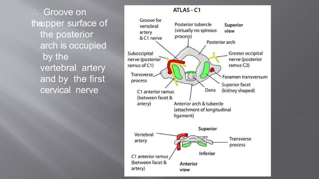 cervical vertebrae dr bushra.pptx ucmd anatomy | PPT