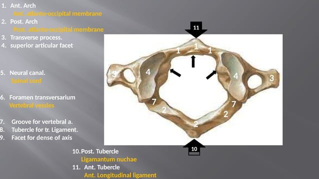cervical vertebrae dr bushra.pptx ucmd anatomy | PPT