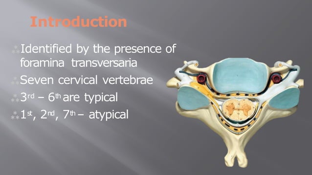 cervical vertebrae dr bushra.pptx ucmd anatomy | PPT