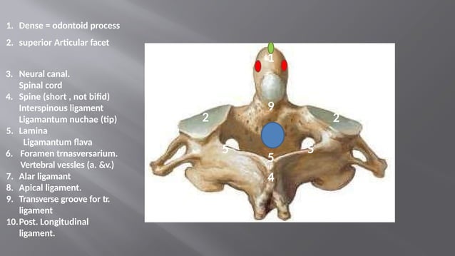 cervical vertebrae dr bushra.pptx ucmd anatomy | PPT