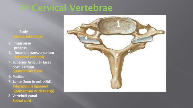 cervical vertebrae dr bushra.pptx ucmd anatomy | PPT
