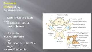 cervical vertebrae dr bushra.pptx ucmd anatomy | PPT