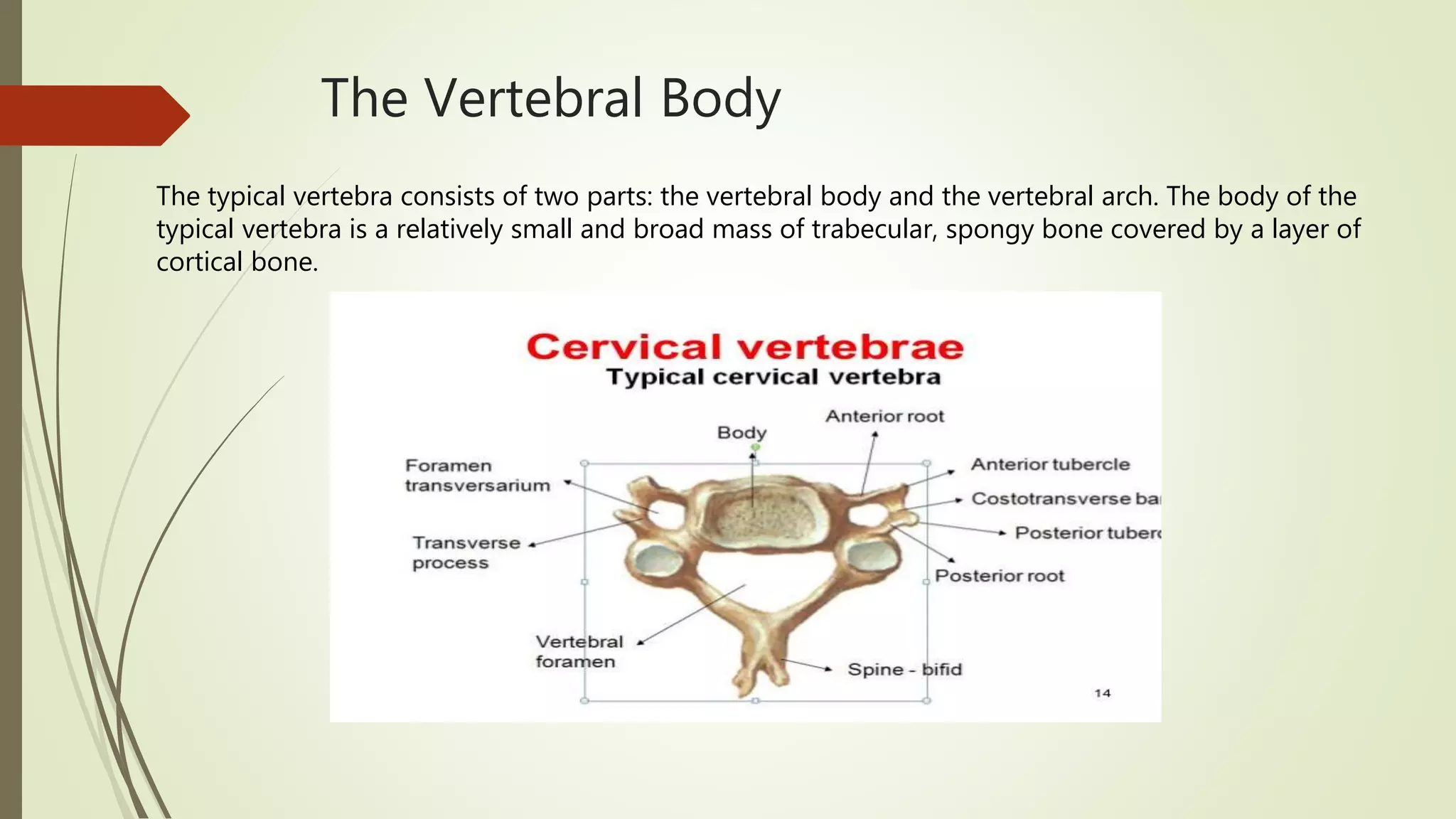 Cervical vertebra part one | PPT