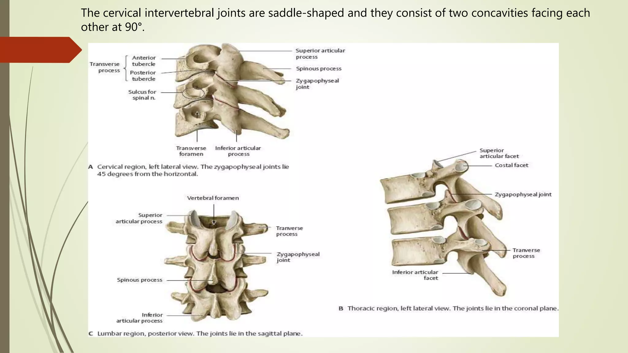 Cervical vertebra part one | PPT