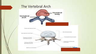 Cervical vertebra part one | PPT