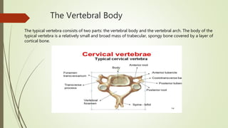 Cervical vertebra part one | PPTX