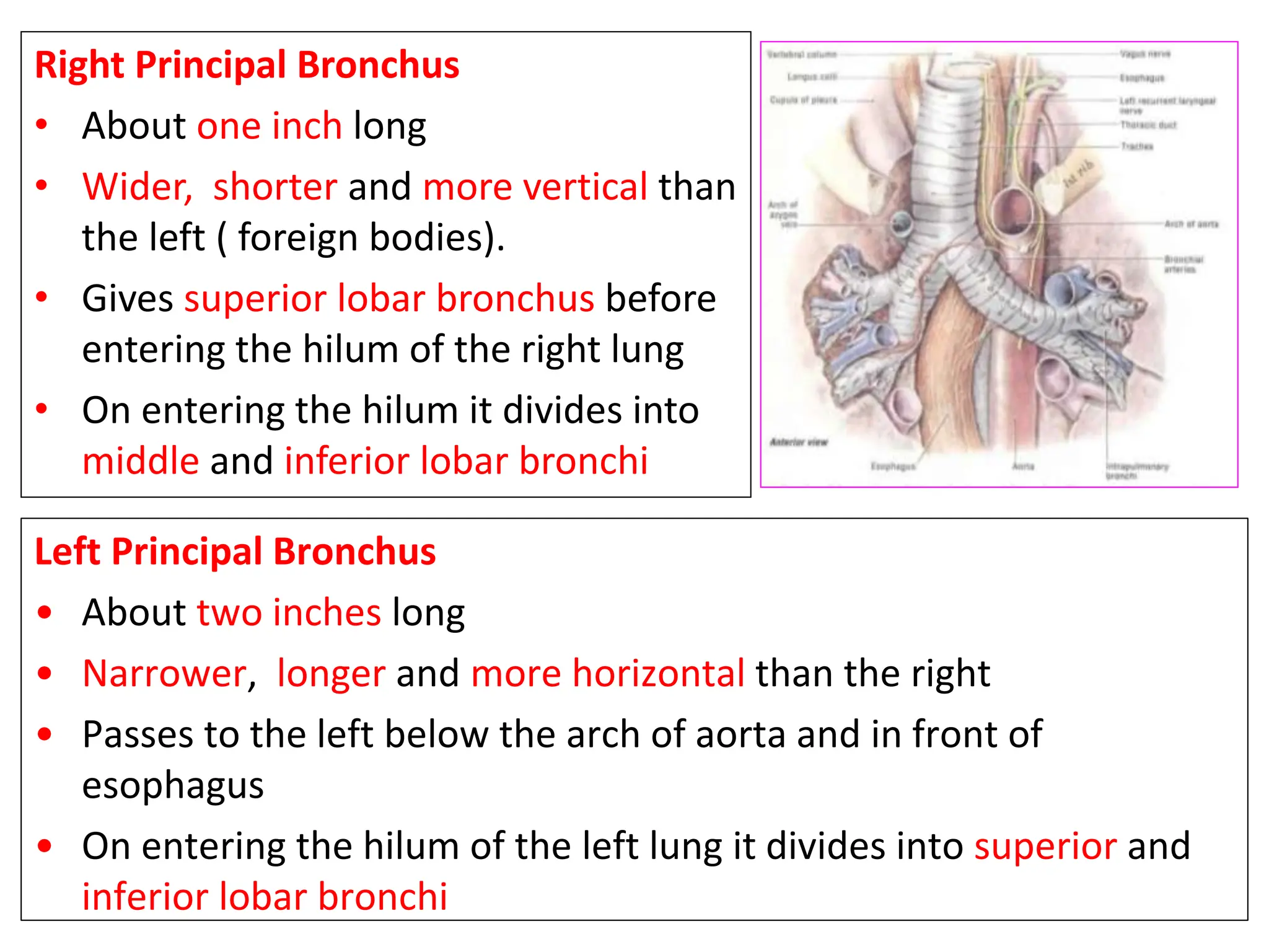 Cervical Viscera lecture delivered by Saad Datti | PPTX