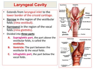 Cervical Viscera lecture delivered by Saad Datti | PPTX