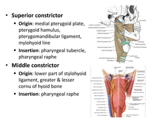 Cervical Viscera lecture delivered by Saad Datti | PPTX