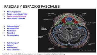Cervicotomia- cirugia de cabeza y cuello | PPTX