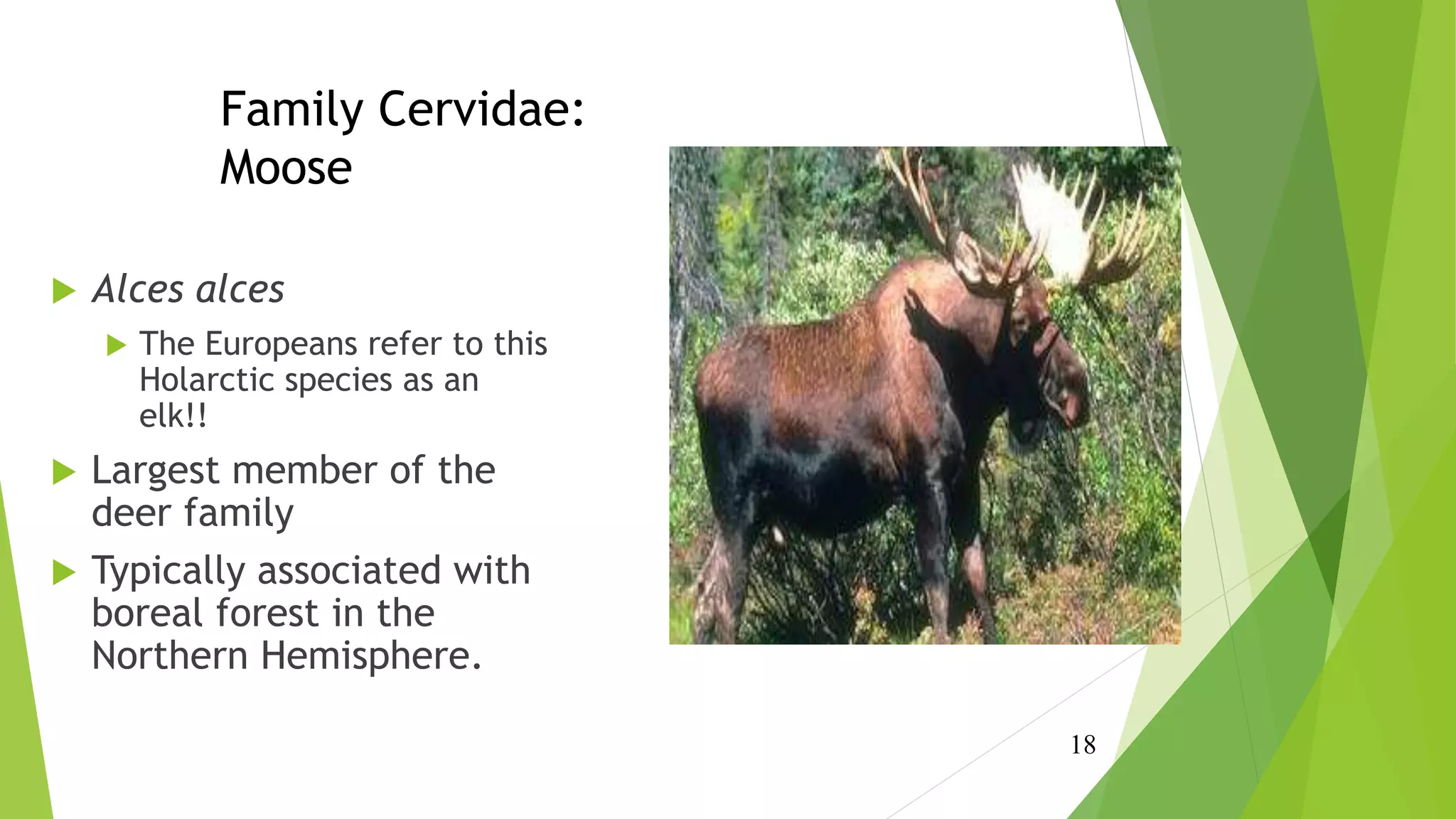 Cervidae,DEER | PPT