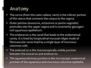 Exocervix And Endocervix