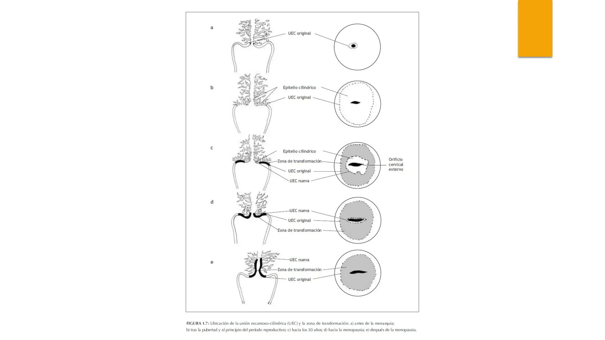 CERVIX - Embriología, anatomia e histología | PDF