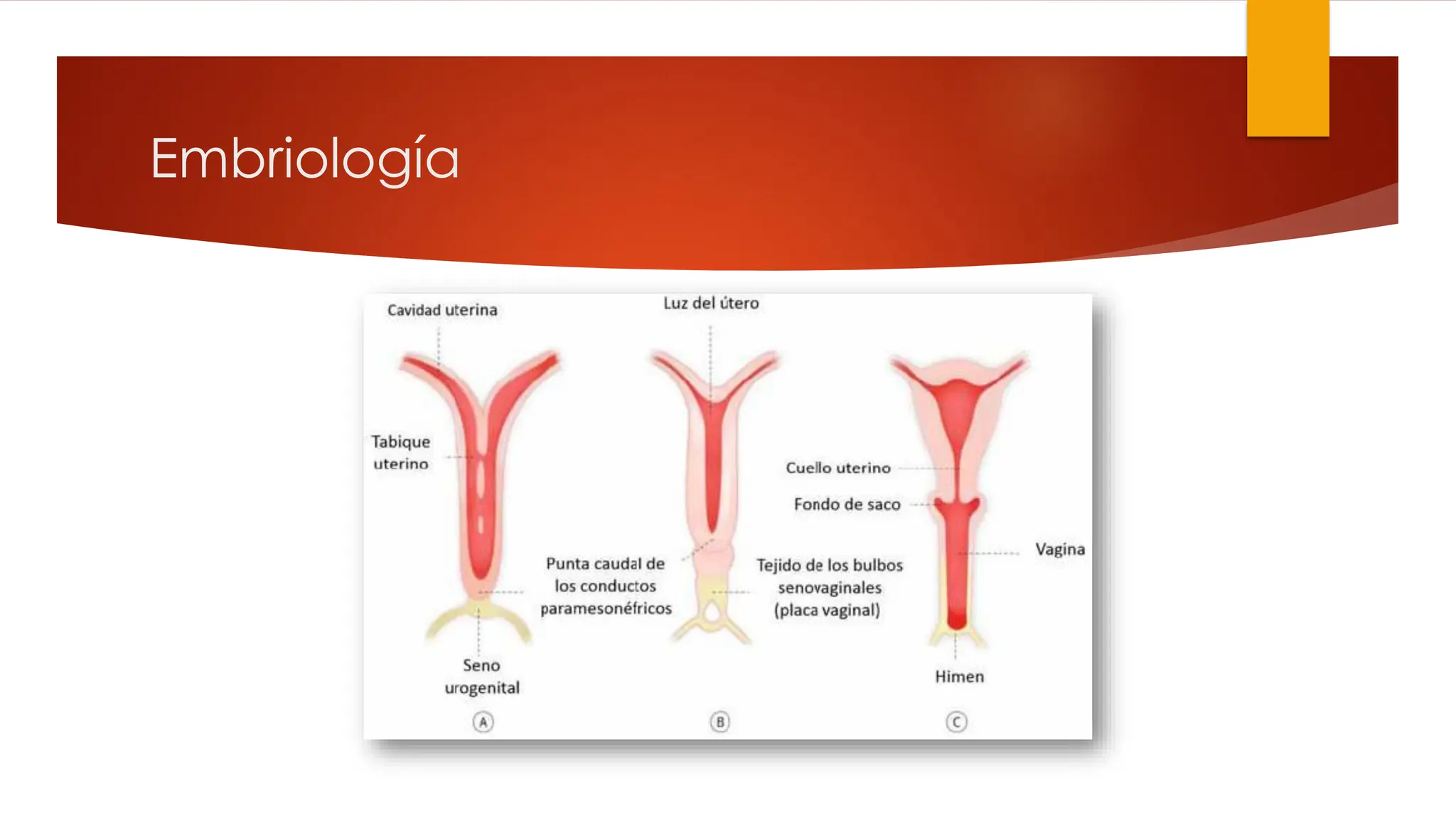 CERVIX - Embriología, anatomia e histología | PDF