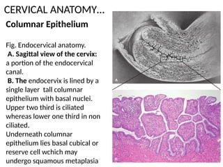 cervix anatomy and its clinical implication.pptx