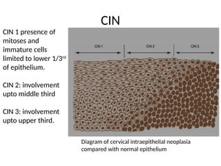 cervix anatomy and its clinical implication.pptx