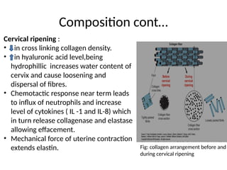 cervix anatomy and its clinical implication.pptx