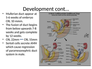cervix anatomy and its clinical implication.pptx