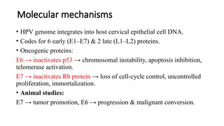Anatomy of cervix and cervical cancer workup | PPTX