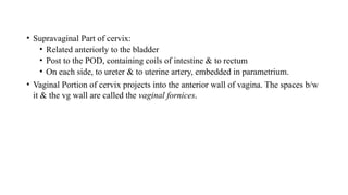 Anatomy of cervix and cervical cancer workup | PPTX