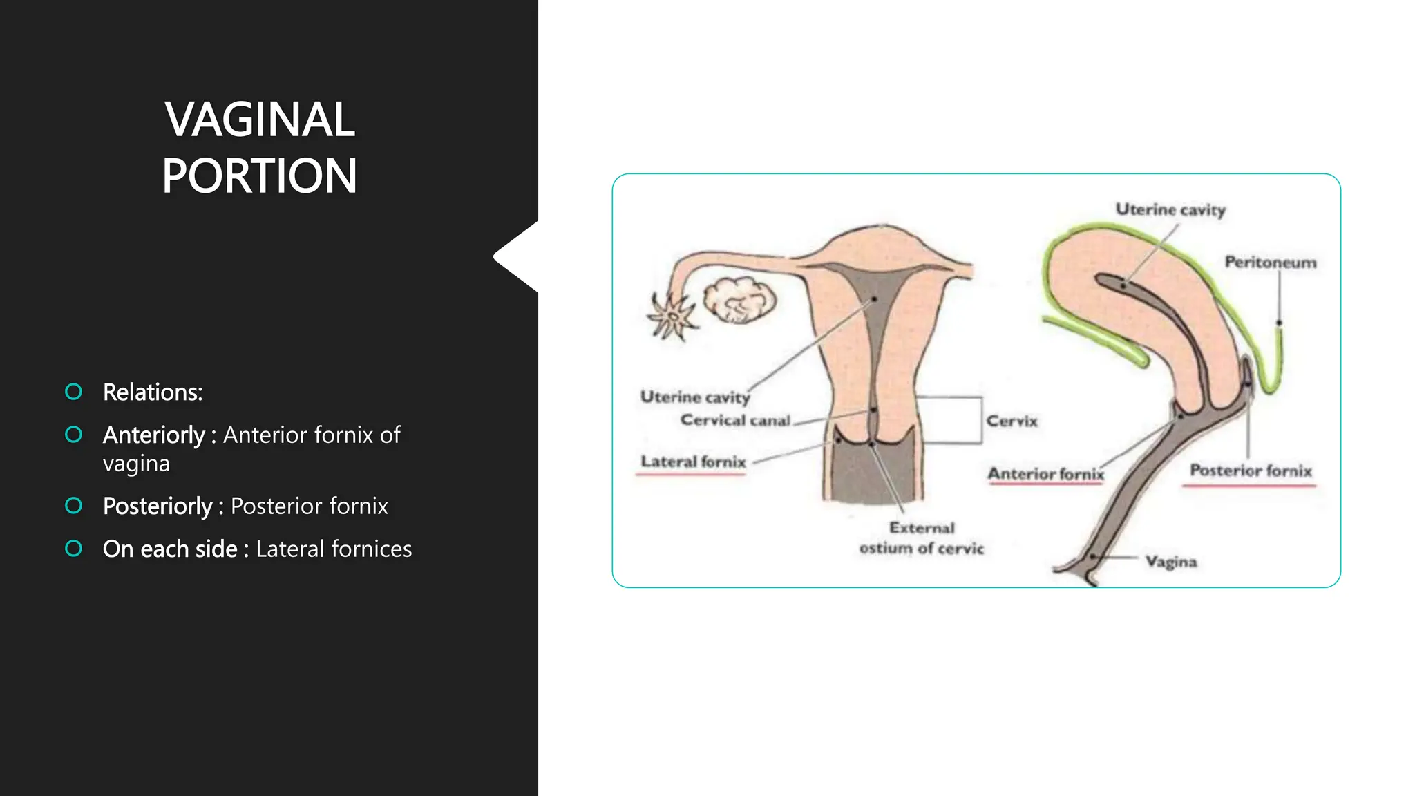 Anatomy of cervix | PPTX