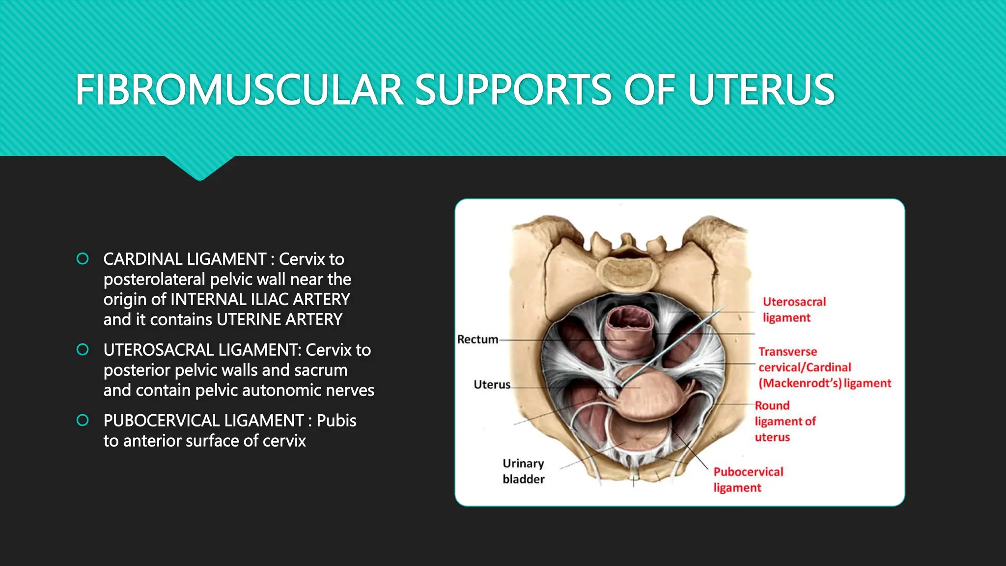 Anatomy of cervix | PPTX