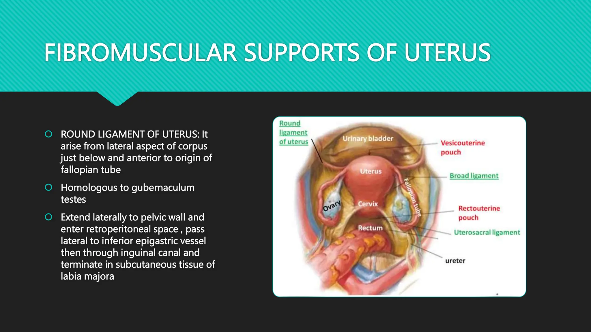 Anatomy Of Cervix Ppt
