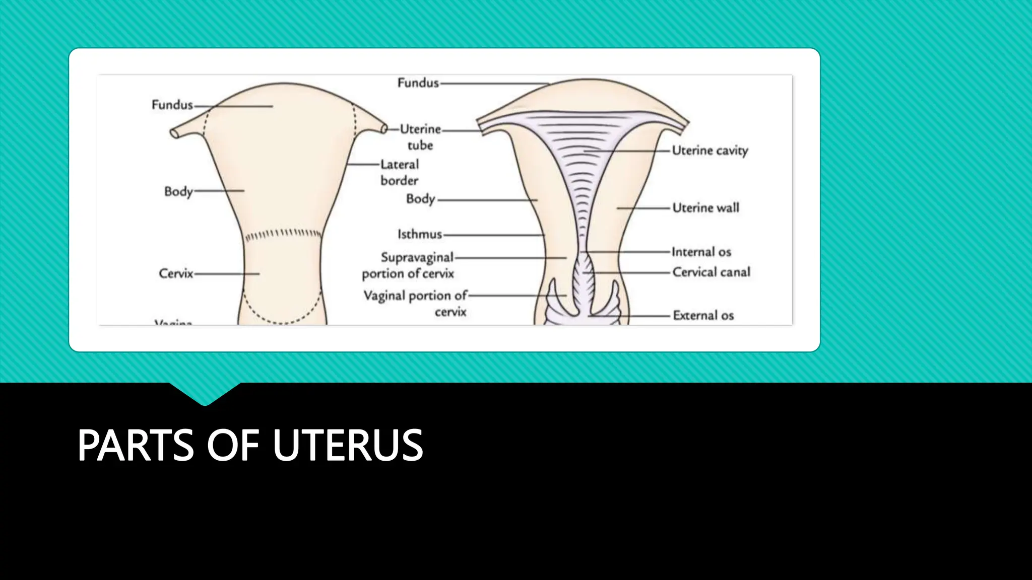 Anatomy Of Cervix Ppt