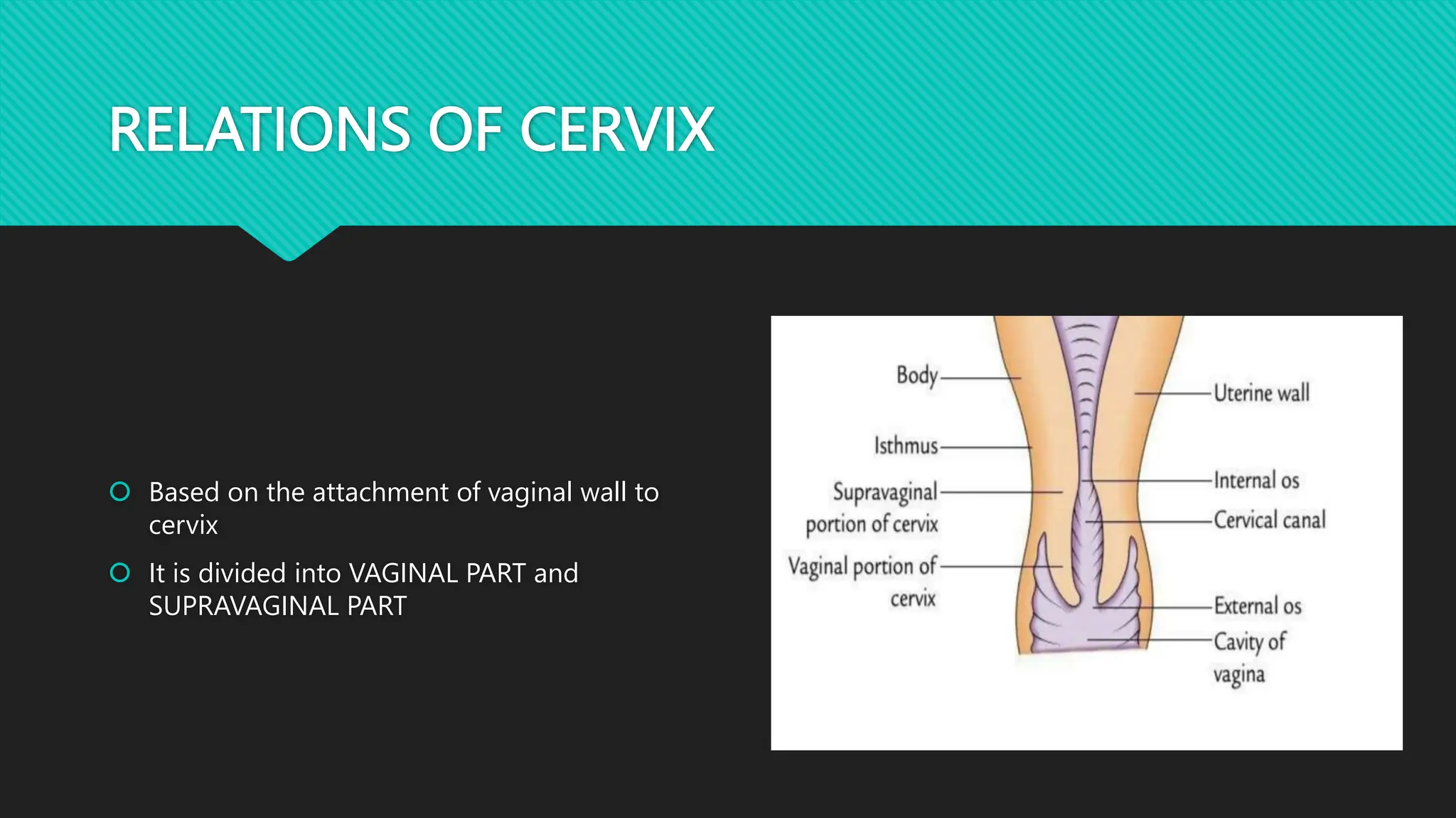 Anatomy of cervix | PPTX