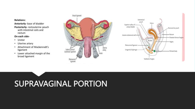 Anatomy Of Cervix Pptx
