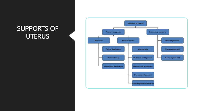 Anatomy of cervix | PPTX