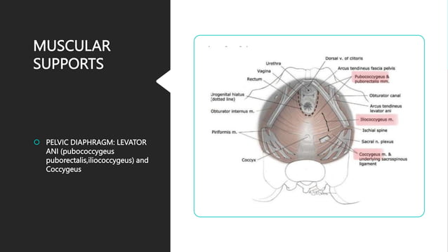 Anatomy of cervix | PPTX
