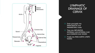 Anatomy of cervix | PPTX